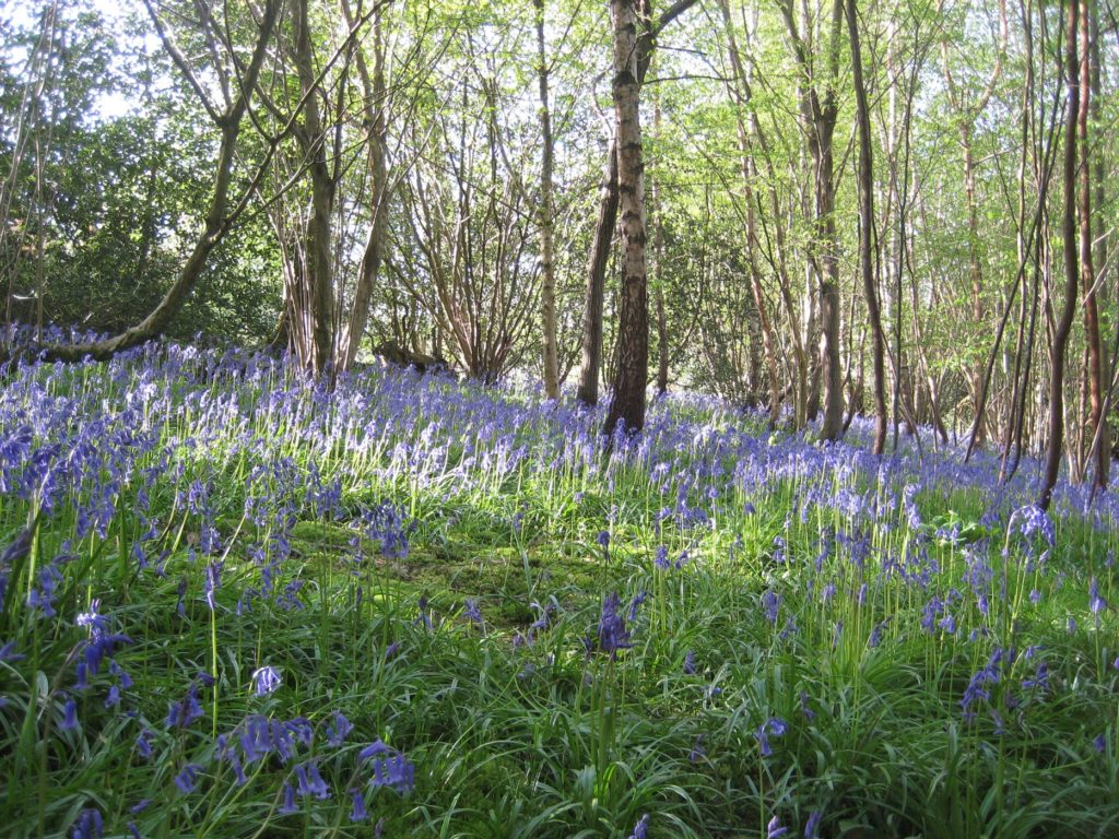 PASHLEY-MANOR-GARDENS-Bluebells-by-Kate-Wilson - Pashley Manor Gardens
