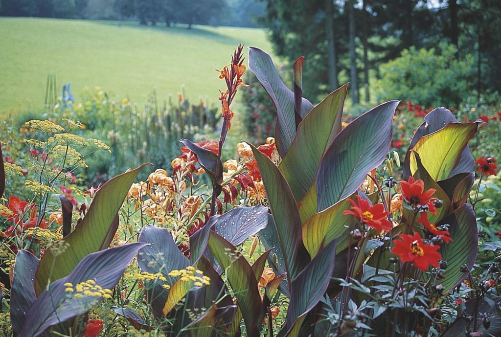 PASHLEY-MANOR-GARDENS-Chives-by-Kate-Wilson - Pashley Manor Gardens
