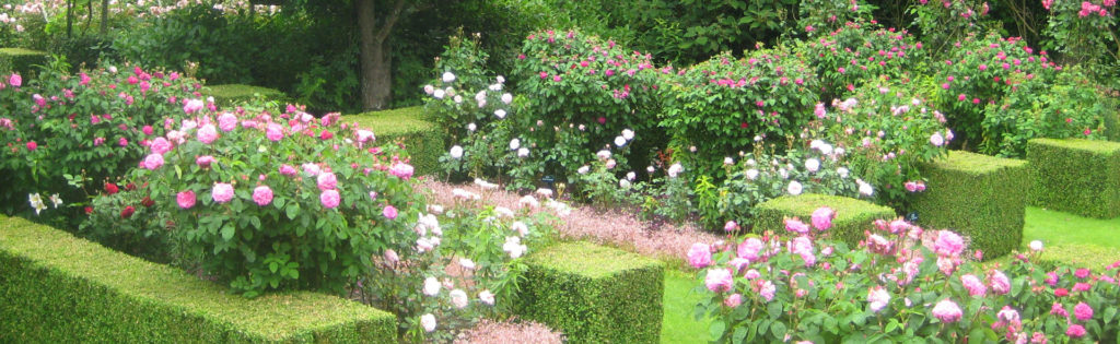 PASHLEY-MANOR-GARDENS-Rose-Garden-by-Kate-WIlson-1 - Pashley Manor Gardens