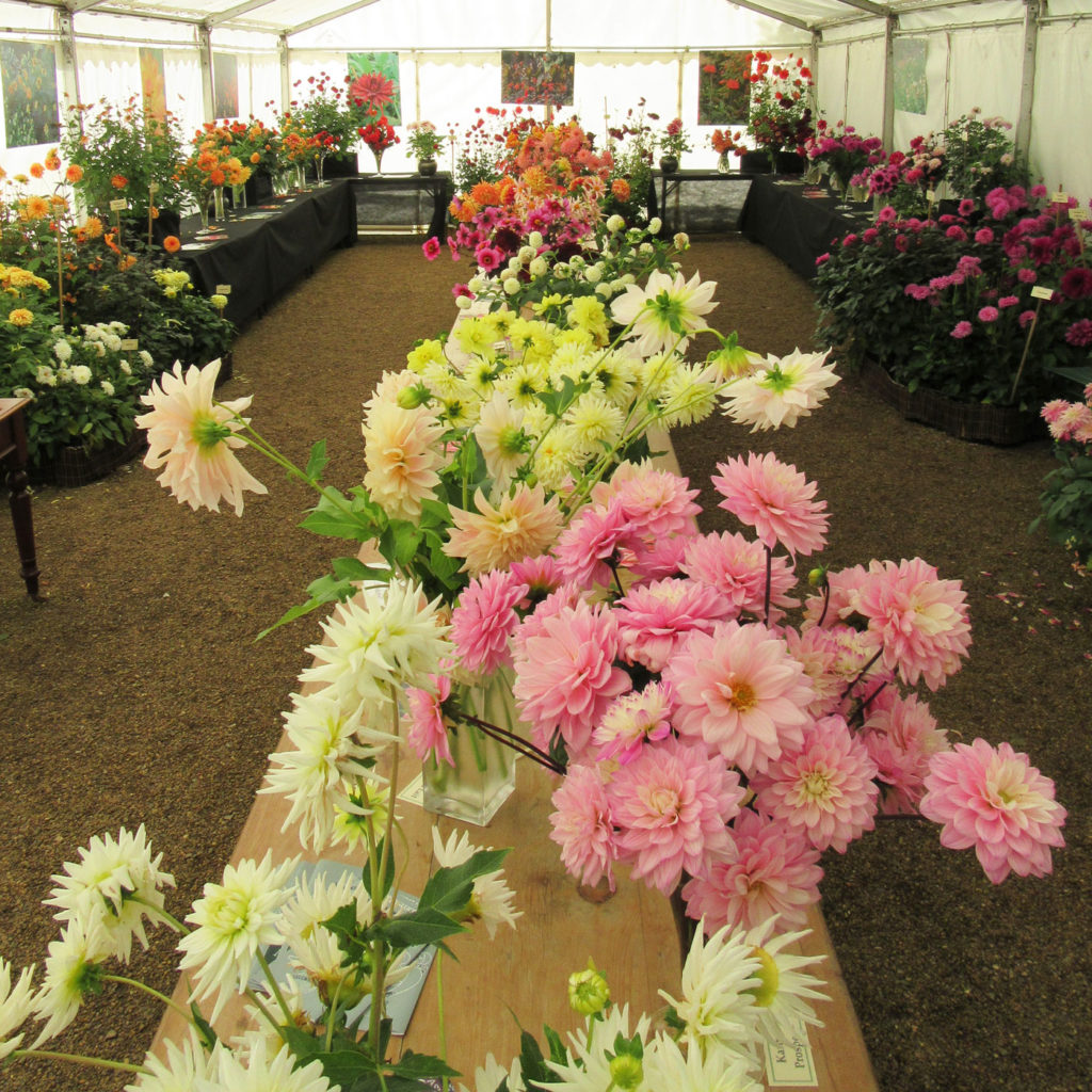 PASHLEY-MANOR-GARDENS-dahlia-marquee-by-Kate-Wilson - Pashley Manor Gardens