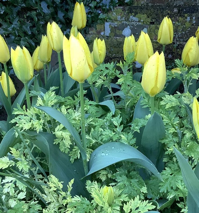 Golden Purissima - Pashley Manor Gardens